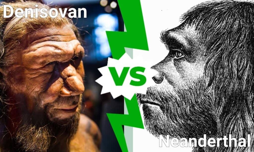 Denisovan vs Neanderthal: Sự khác biệt là gì?: cacanhminidotcom